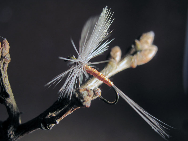 Mosca seca Efémera modelo #71carne sin muerte para finales de junio ...