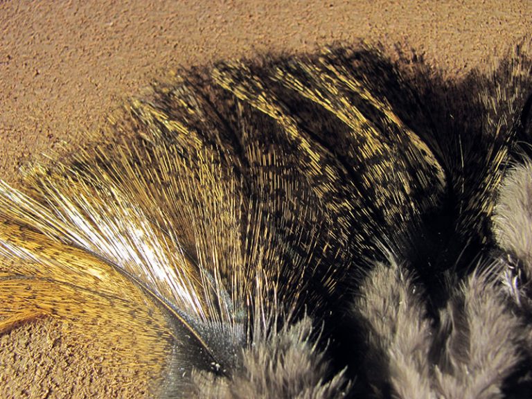 Pluma de gallo de León Pardo – Pesca con mosca de León