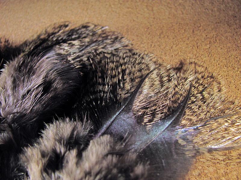 Pluma de gallo de León Pardo – Pesca con mosca de León