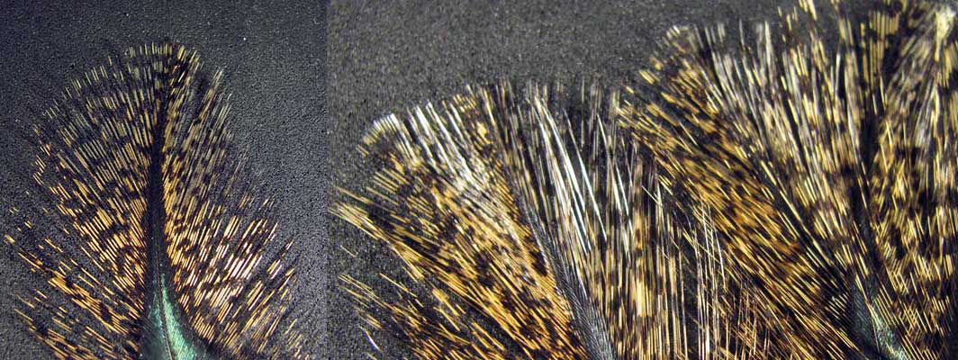 Pluma gallo de León (Coq de León) Pardo Flor de Escoba – Pesca con ...