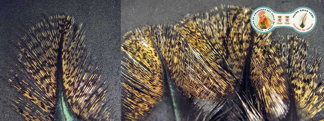 Pluma de gallo de Leon Pardo Flor de Escocoba – Pesca con mosca de León