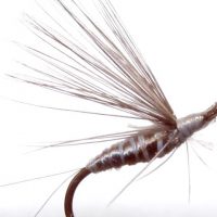 Rosa de verano Indio sin muerte mosca de León