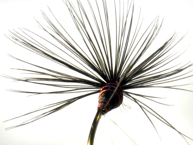 Mosca de León ahogada Negro estria roja – Pesca con mosca de León