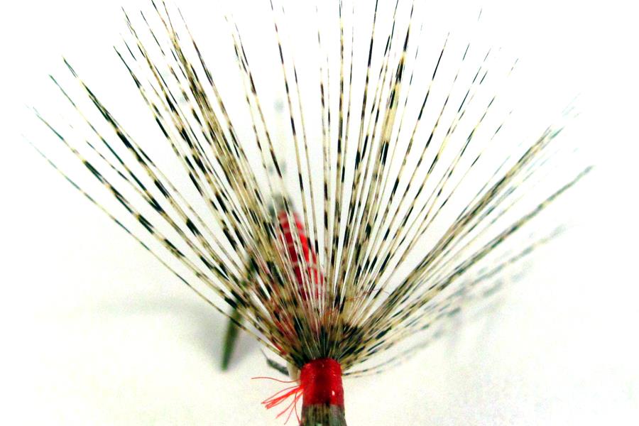 Rojo vivo pardo mosca ahogada de León – Pesca con mosca de León