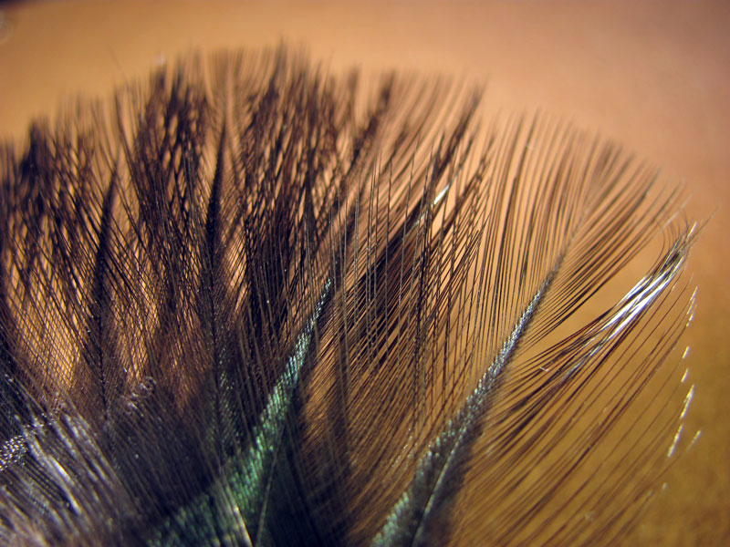 Pluma de Gallo de León (Coq de León) Indio Negrisco – Pesca con mosca ...