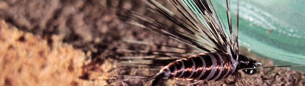 - Pesca con mosca de León